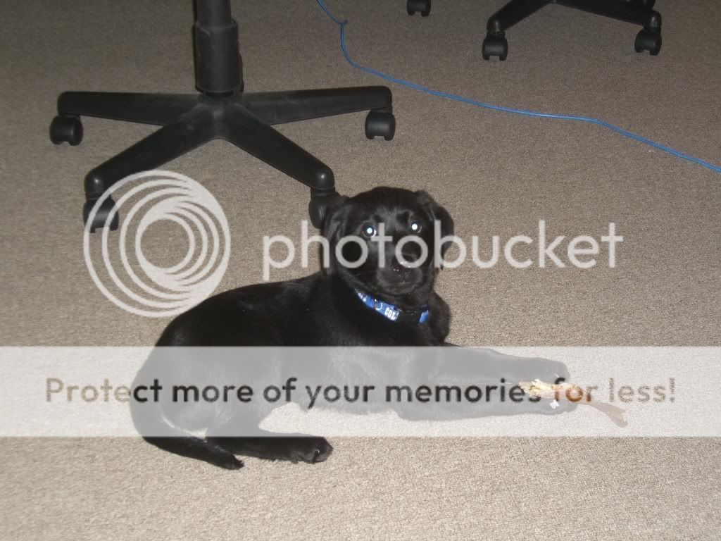 My dog is dead – Non Film Score Discussion – Film Score Monthly ...