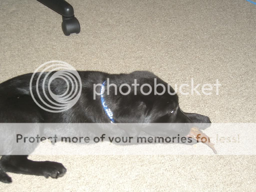 My dog is dead – Non Film Score Discussion – Film Score Monthly ...